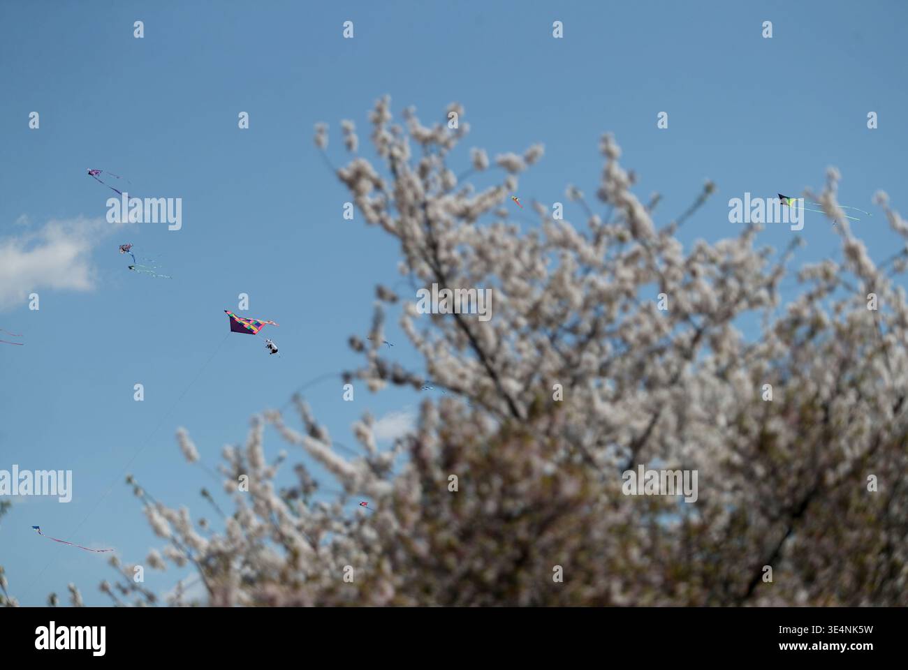 March 28, 2026, Washington Dc, Virginia, USA: People fly kites at the ...