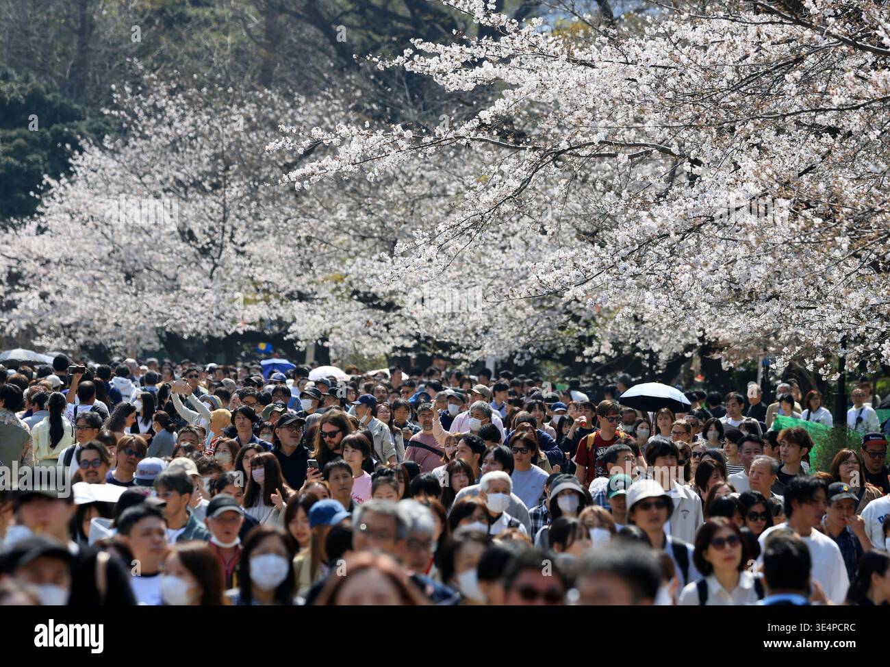 People enjoy watching cherry blossoms in full bloom at Ueno Park in ...