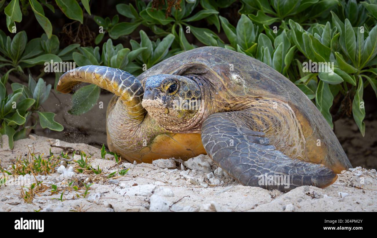 Green turtle lady elliot island hi-res stock photography and images - Alamy