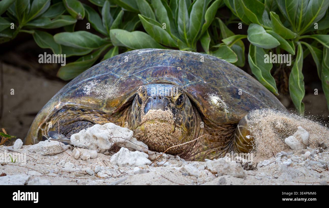 Green turtle lady elliot island hi-res stock photography and images - Alamy