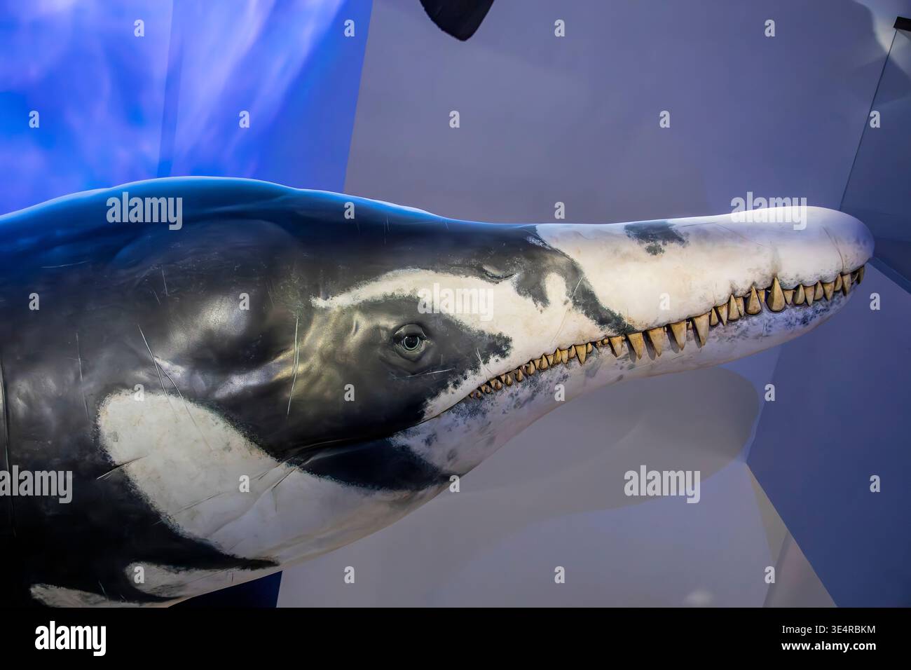 Abu dhabi UAE 8th Feb 2026: A full-scale Pliosaurus model at the ...
