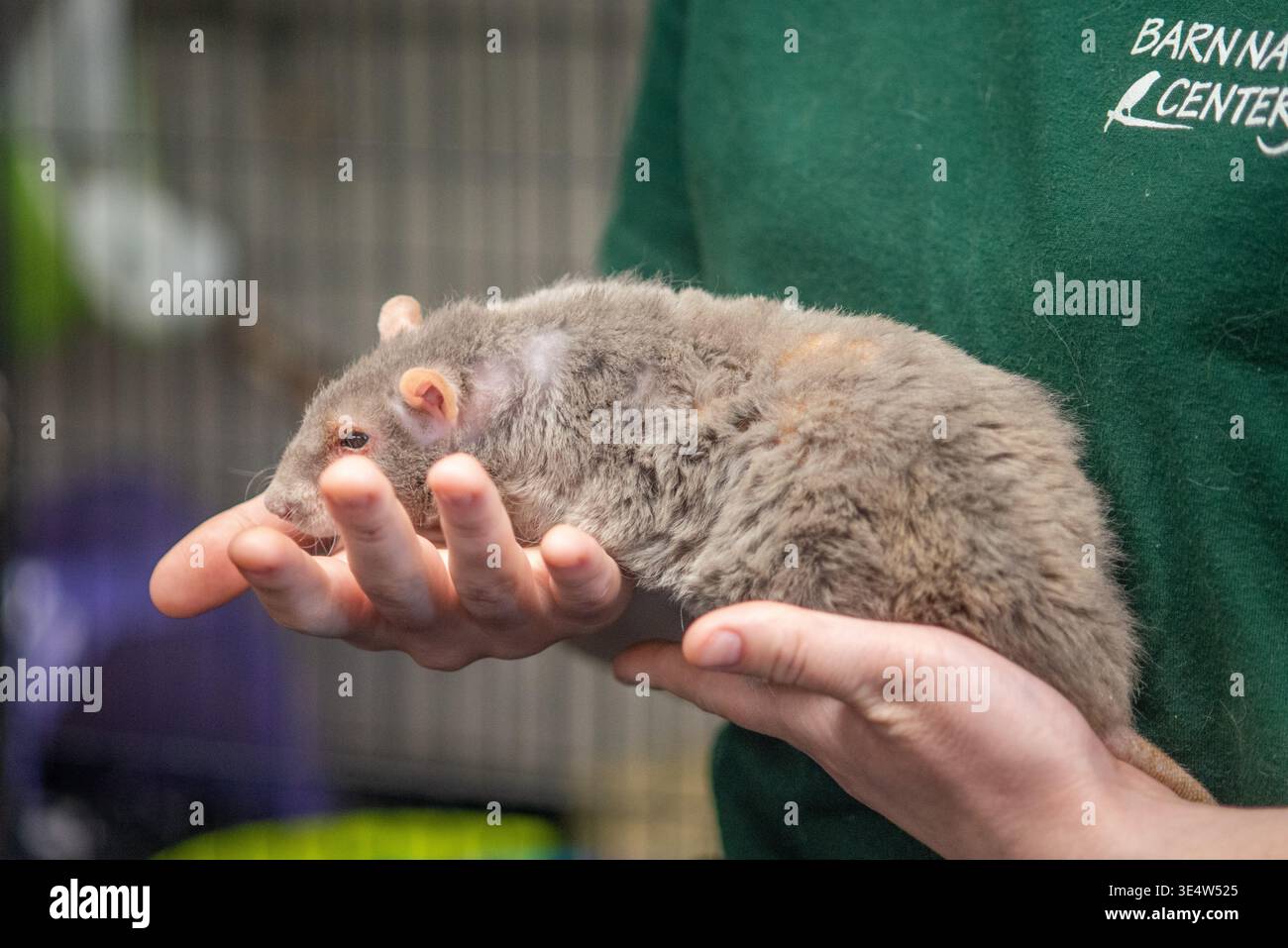 Ratatouille the domesticated rat is held by a staffer as guests enjoy ...
