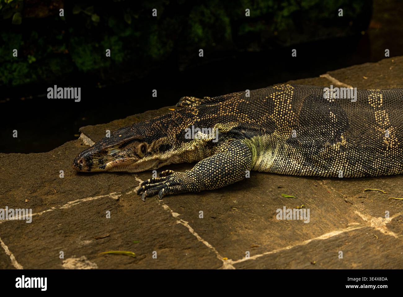Asian water monitor - Varanus salvator also common water monitor, large ...