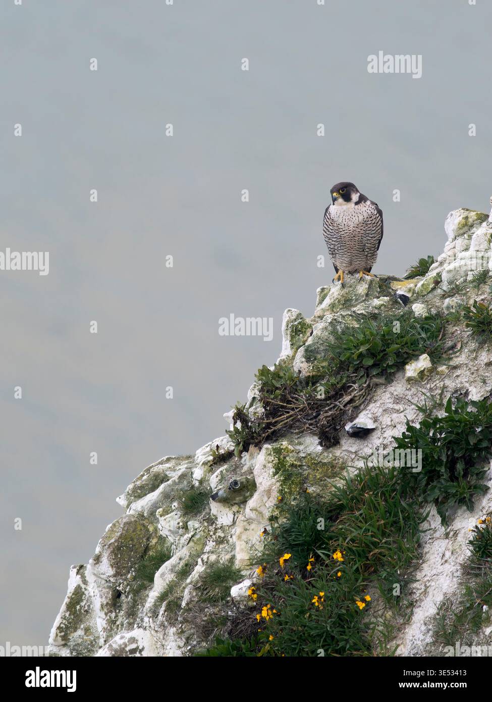 Peregrine, Falco peregrinus, single female on rock, Kent, March 2026 ...
