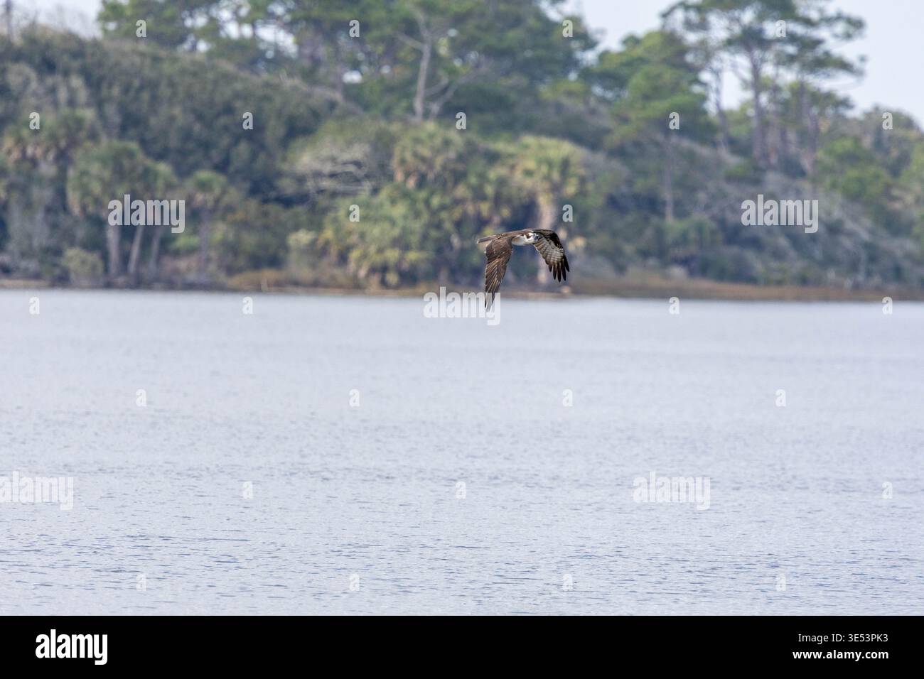 Osprey Flying with Fish Over Calm Water After Successful Hunt Stock ...