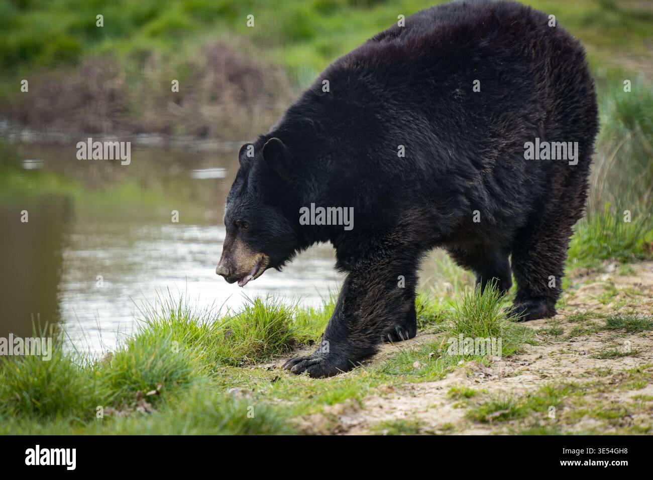 view on a brown bear in a park in France Stock Photo - Alamy