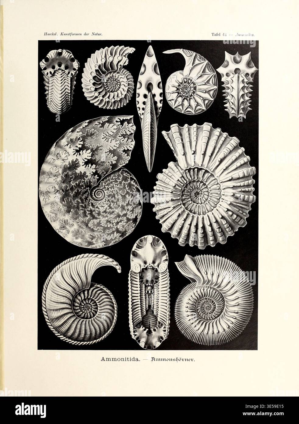 Illustration of Ammonitida. Ammonitida, or true ammonites, are an order ...