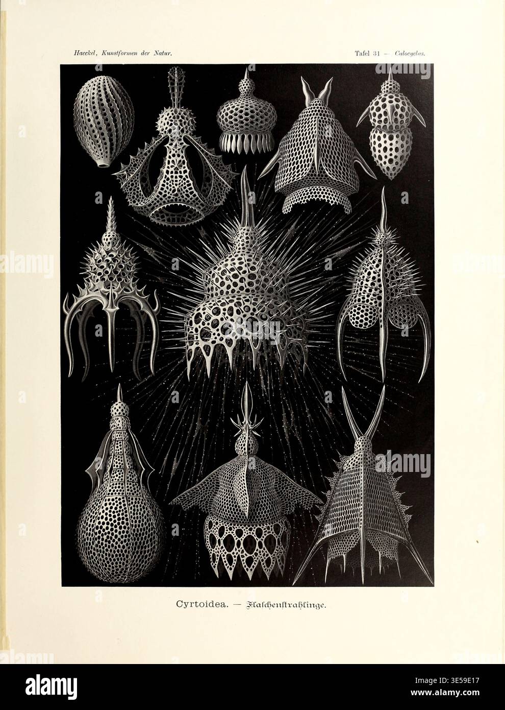 Illustration of Cyrtoidea. Published in 'Kunstformen der Natur' (Art ...