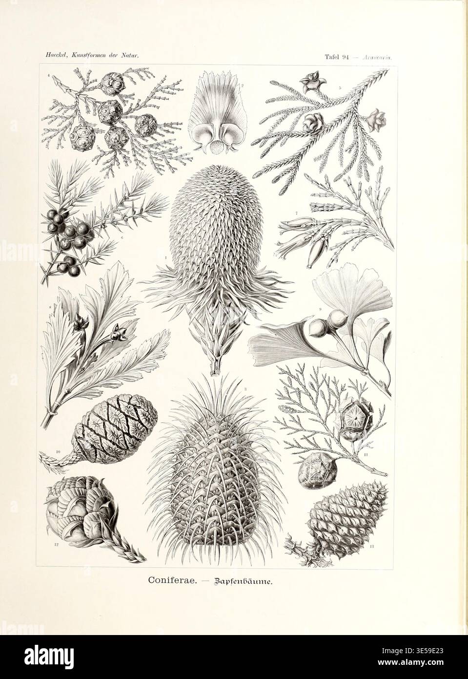 Illustration of Coniferae. Conifers are a group of cone-bearing seed ...