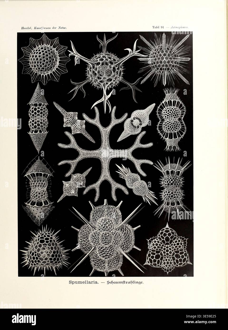 Illustration of Spumellaria. Spumellaria is an order of radiolarians in ...