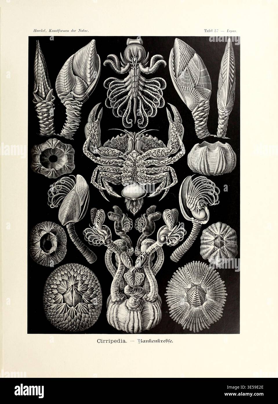 Illustration of Cirripedia. Barnacles are arthropods of the subclass ...