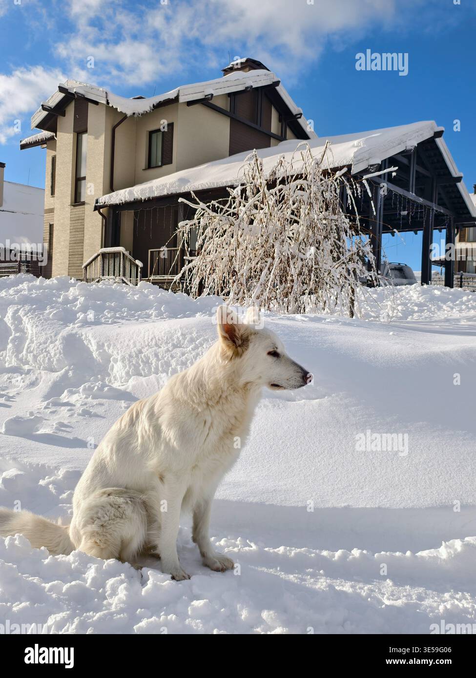 White Swiss Shepherd dog sits on snow in snow-covered country garden in ...