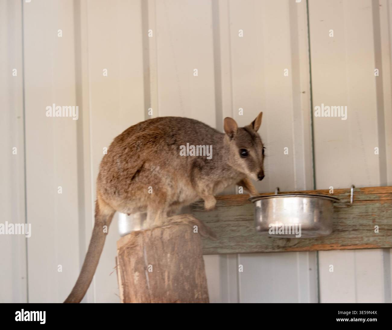 The Allied Rock-Wallaby or Weasel rock-wallaby is a species of rock ...