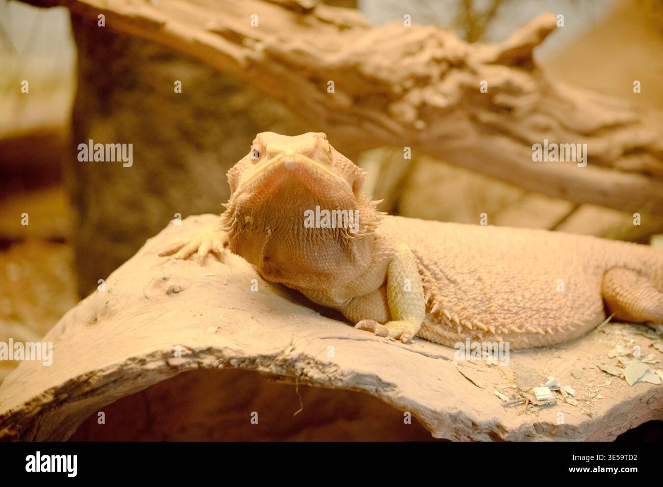 bearded dragons have a broad, triangular head, round bodies, stout legs ...
