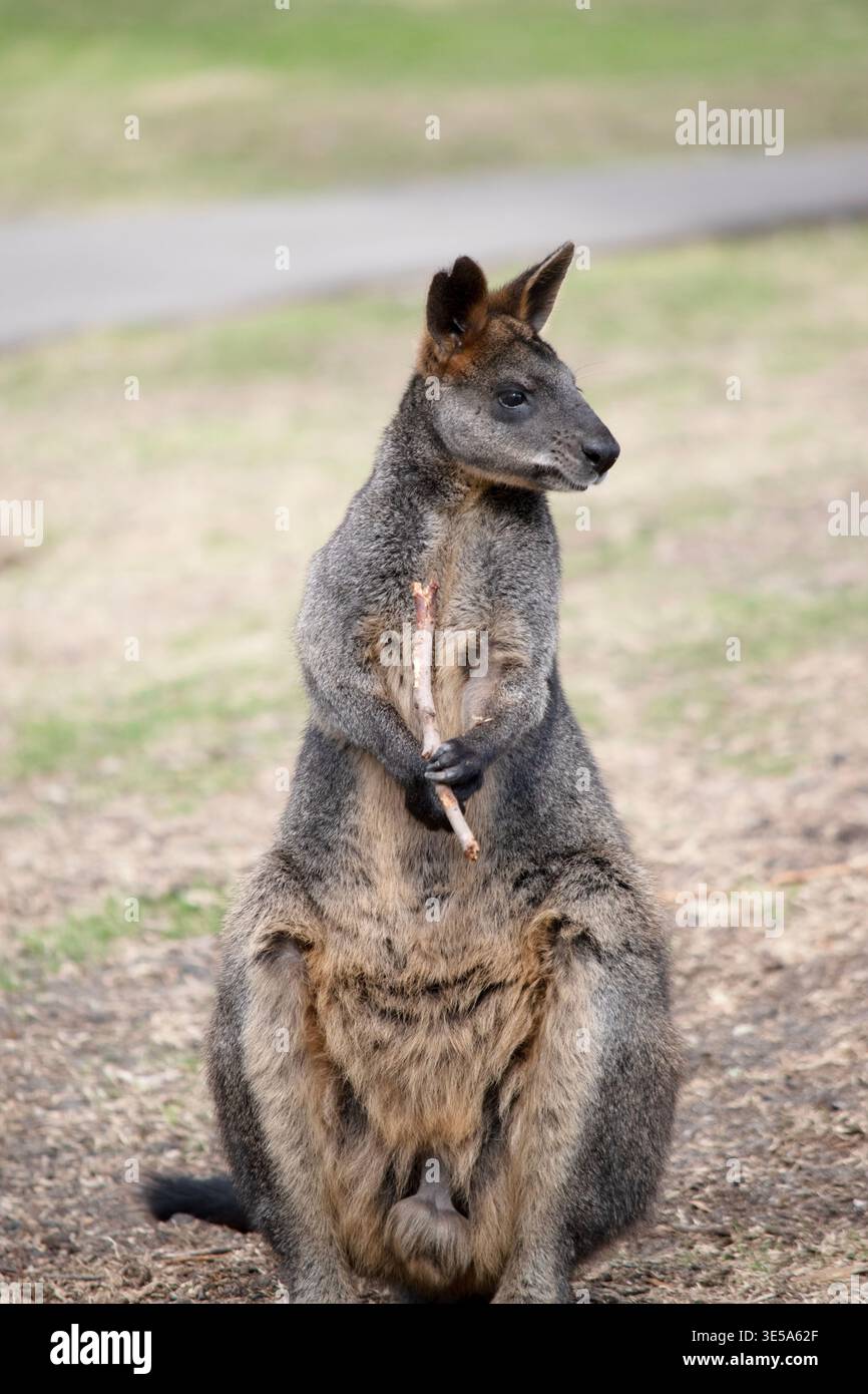 The swamp wallaby has dark brown fur, often with lighter rusty patches ...