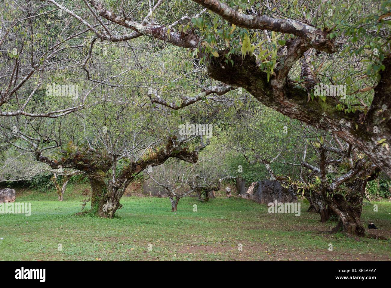 Plum tree plantation at Royal Agricultural Station Angkhang in Chiang ...