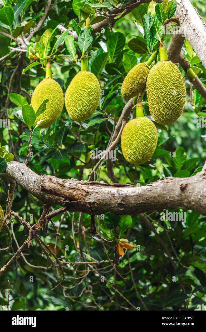 Jackfruit fruits hanging on tree branch in tropical garden, organic ...