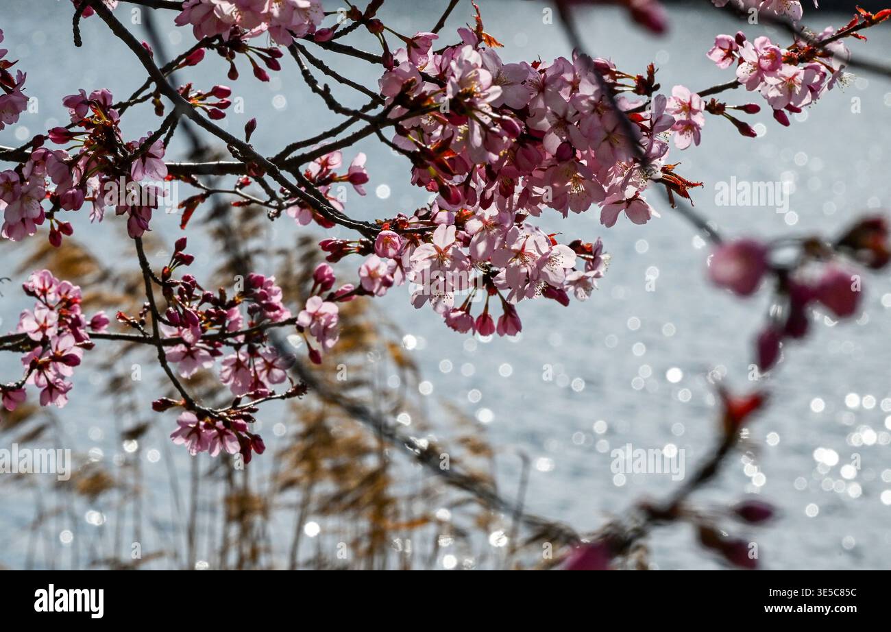 01 April 2026, Brandenburg, Potsdam: The cherry trees on the waterfront ...