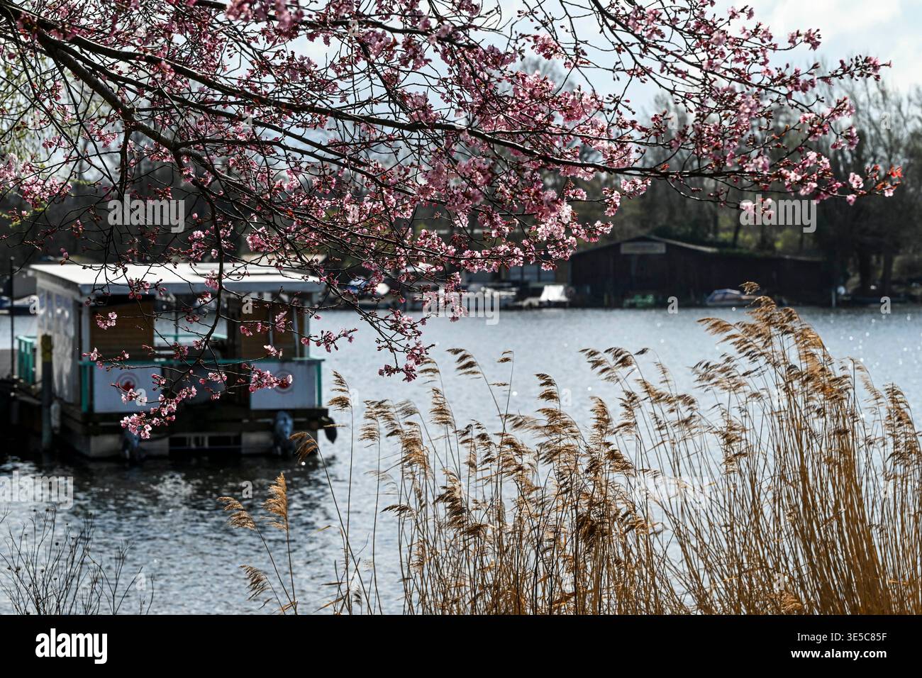 01 April 2026, Brandenburg, Potsdam: The cherry trees on the waterfront ...