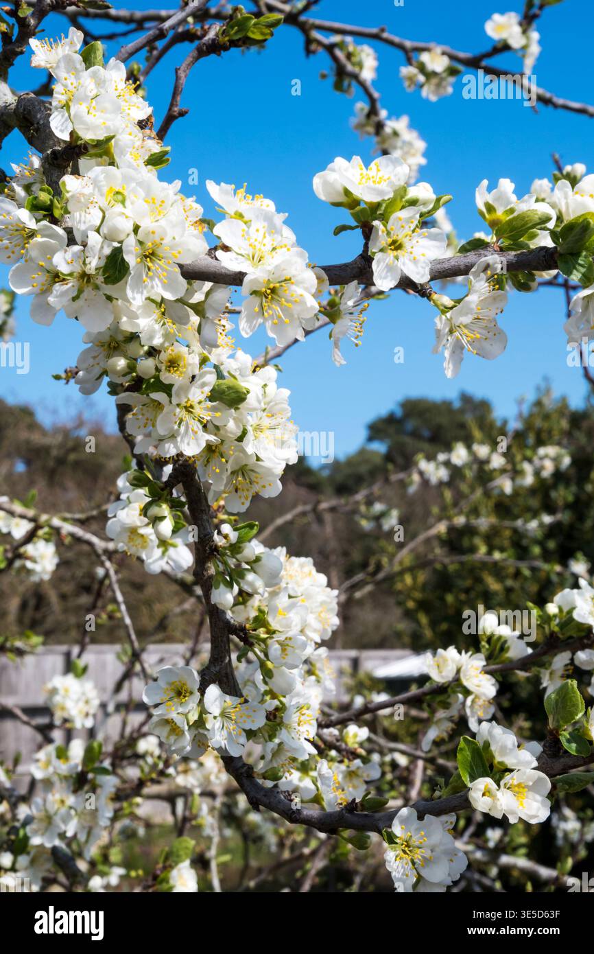 Spring blossom on a plum tree, Prunus domestica 'Burbank Giant Prune ...
