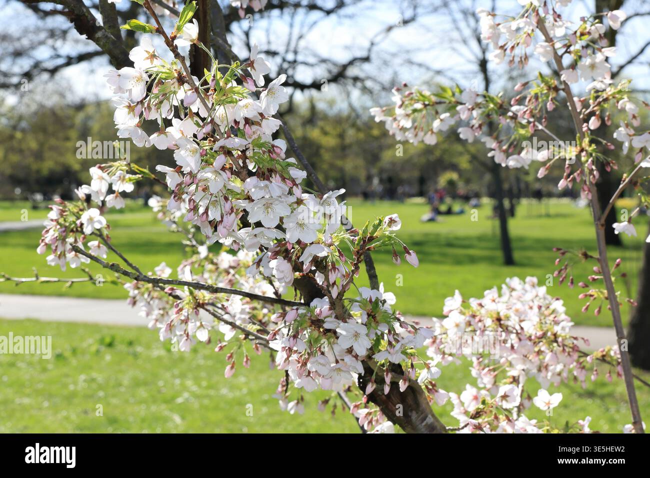 Spring flowers in Regents Park on a sunny day, March 2026, one of ...