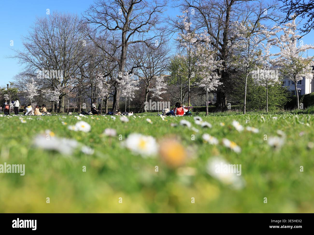 Spring flowers in Regents Park on a sunny day, March 2026, one of ...