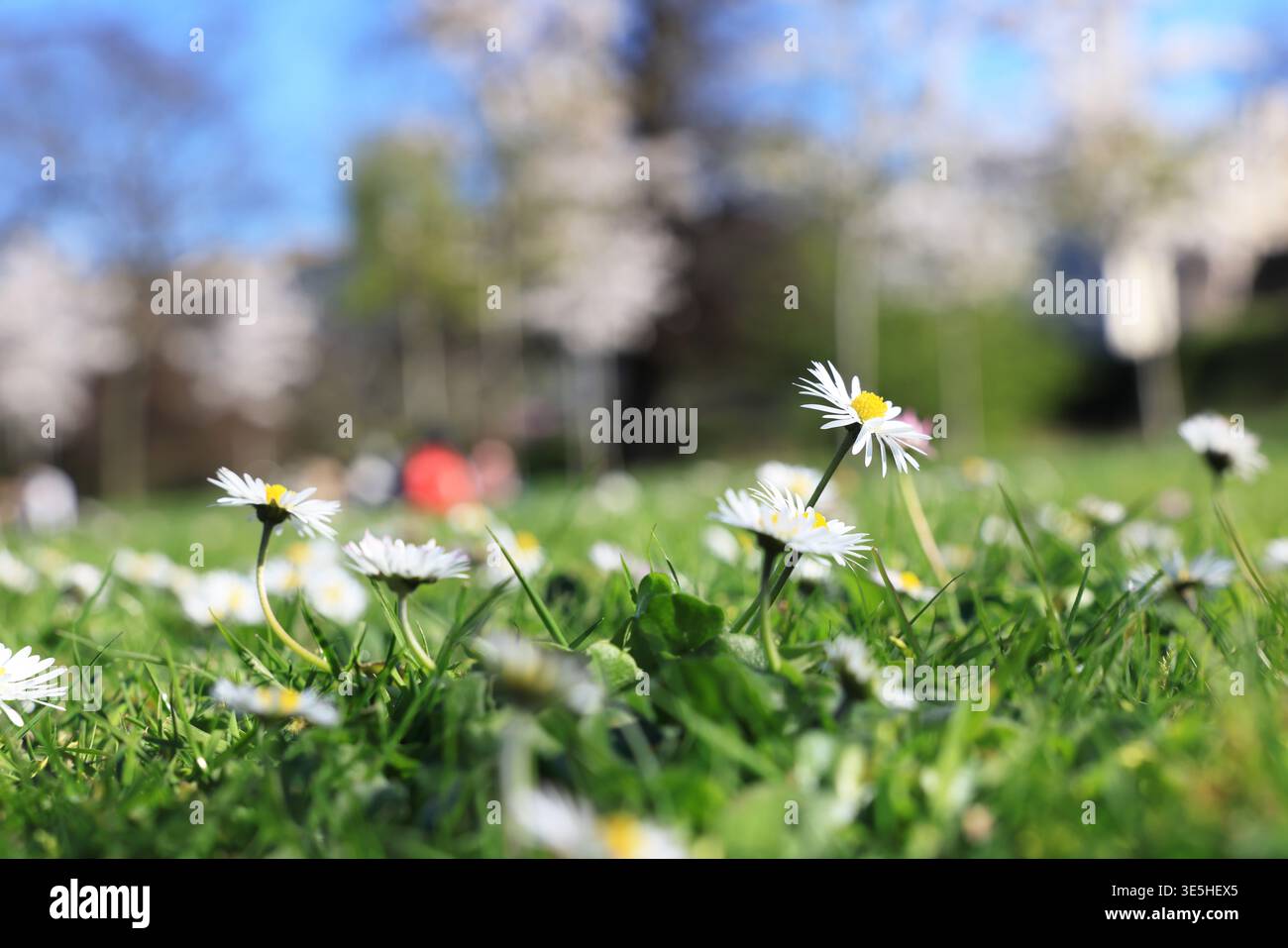 Spring flowers in Regents Park on a sunny day, March 2026, one of ...