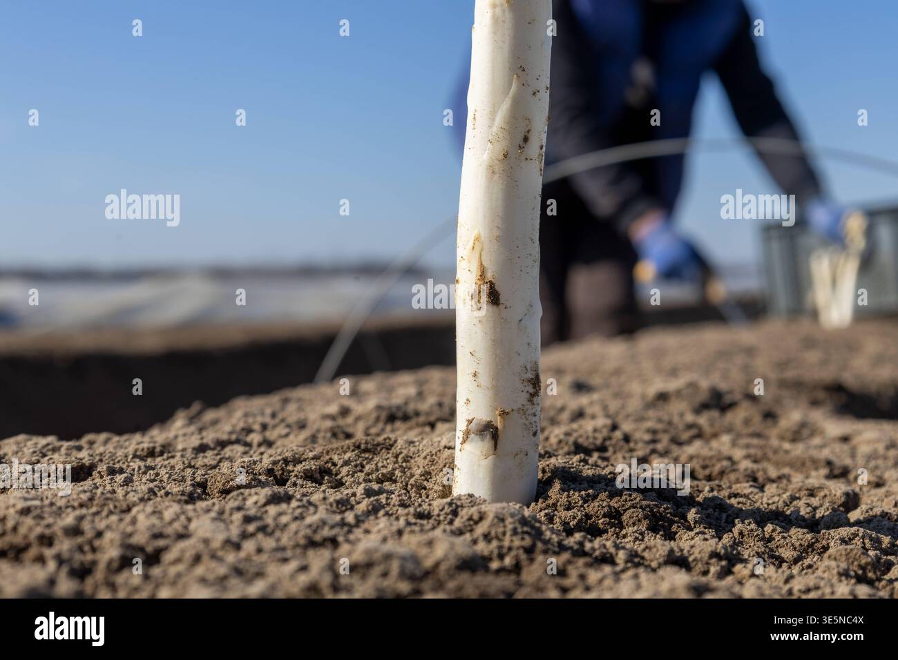 Spargelernte 2026 im Rhein-Pfalz-Kreis *** Asparagus harvest 2026 in ...