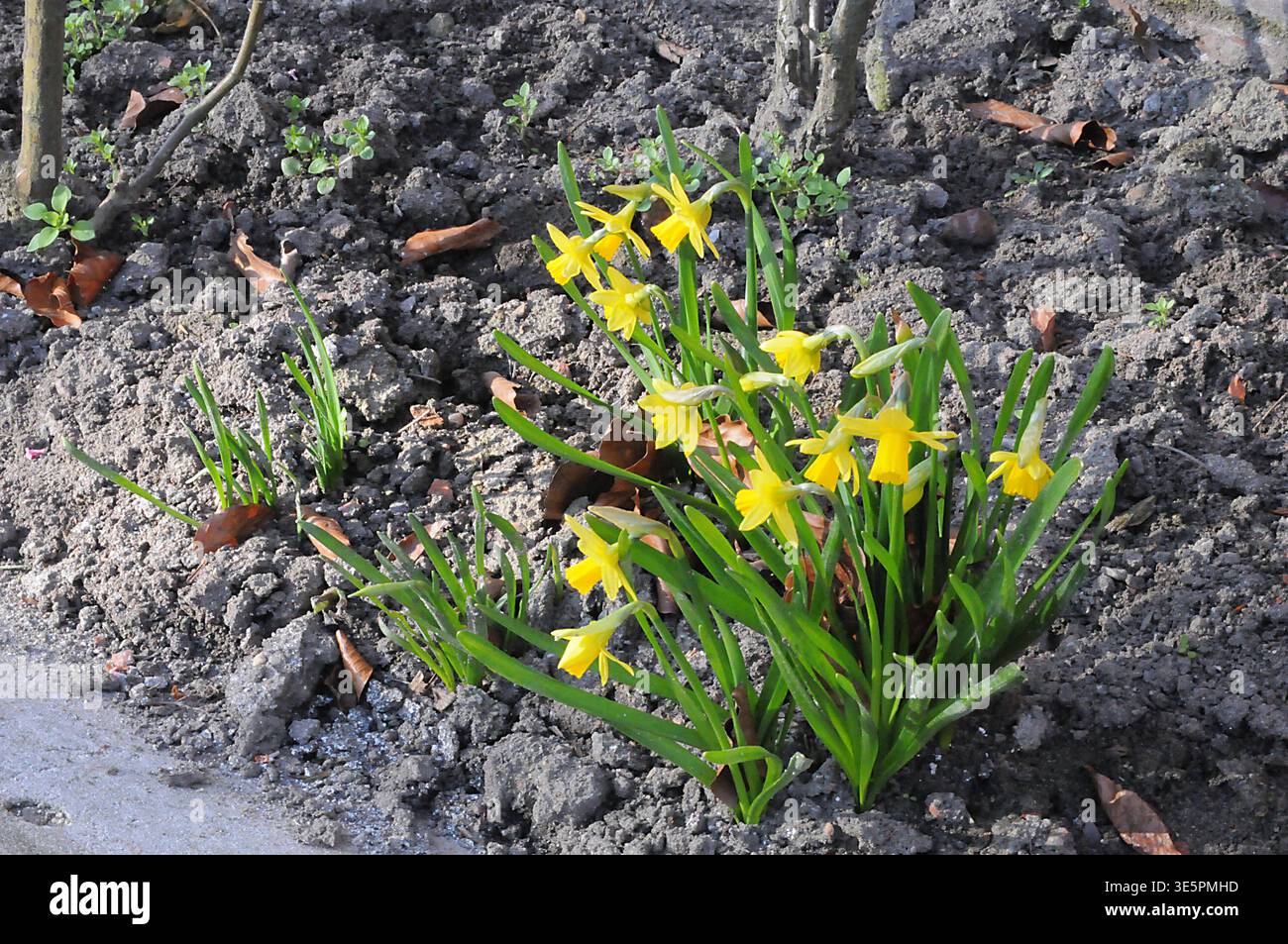 Copenhagen/Denmark /02 april 2026/ spirng wesather duffodils flowers ...