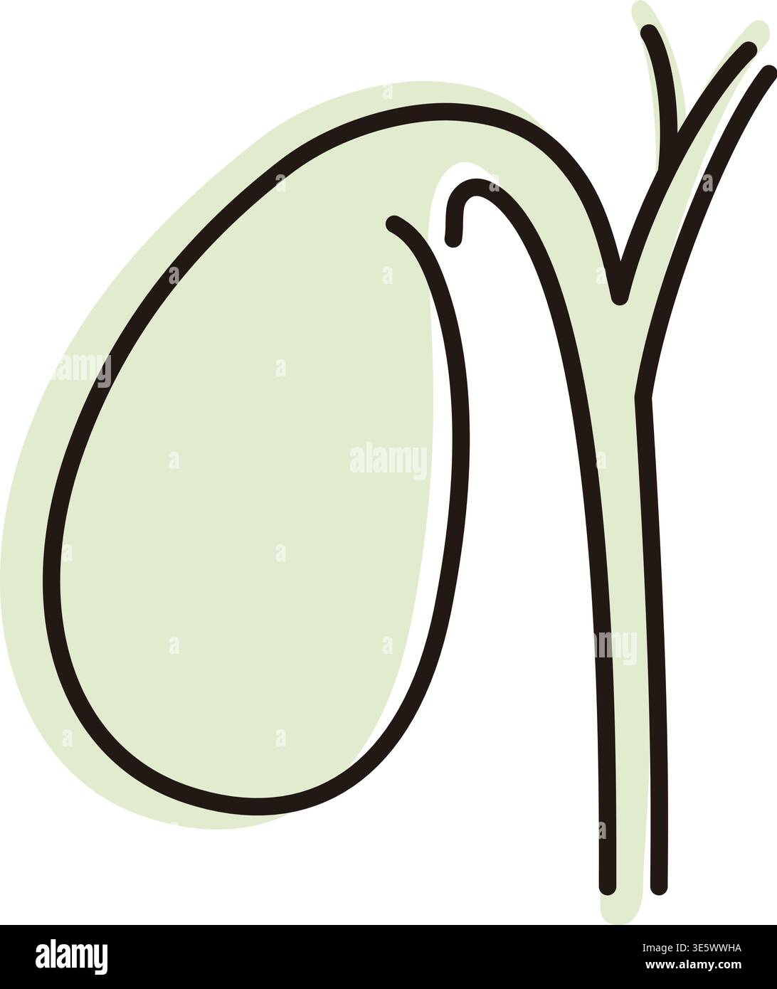 The shape and structure of the gallbladder, a small organ located near ...