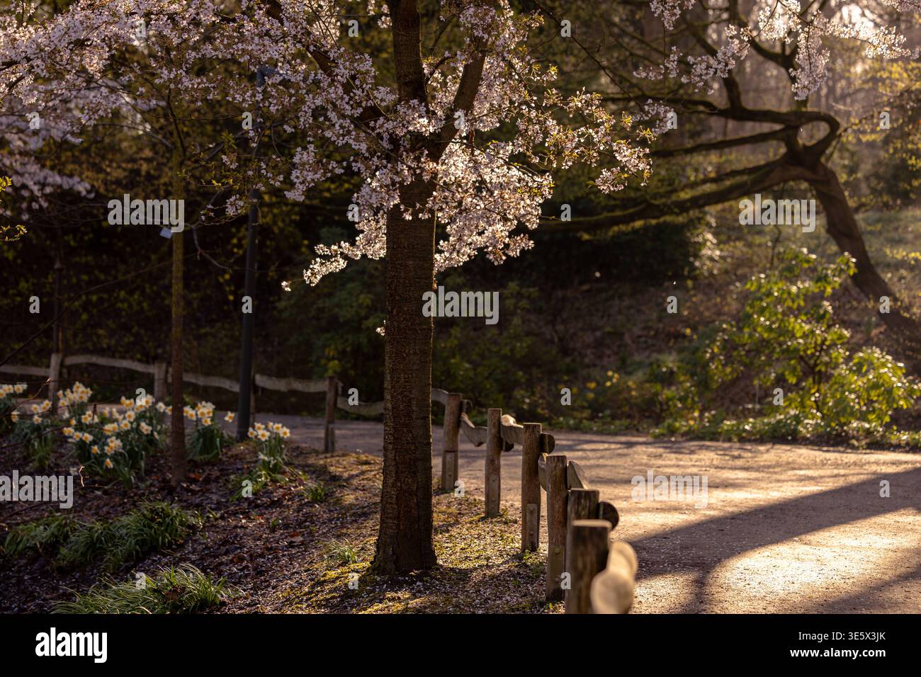 Frühling im Rombergpark Dortmund am 01.04.2026 Kirschblüte im ...