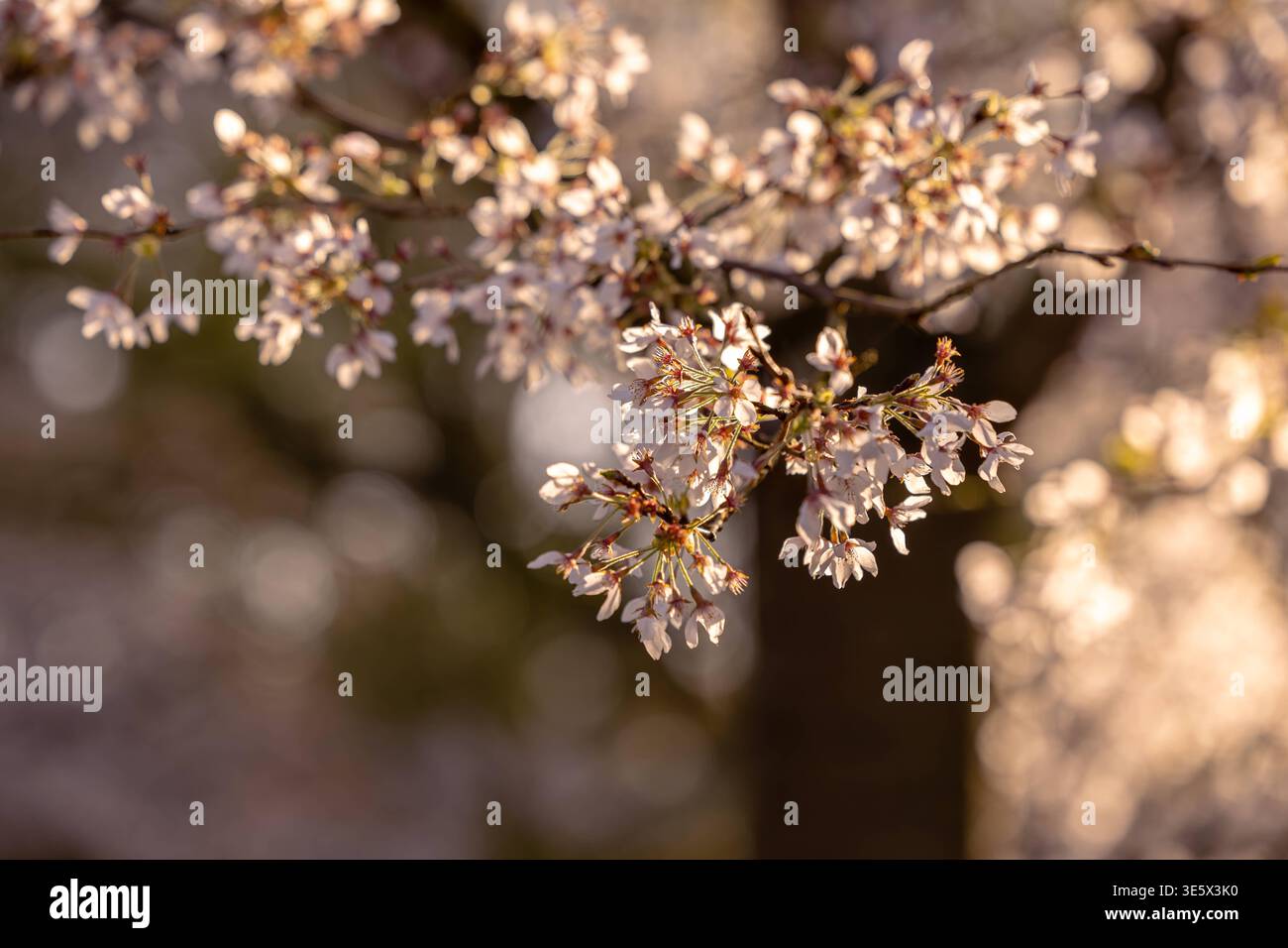 Frühling im Rombergpark Dortmund am 01.04.2026 Kirschblüte im ...