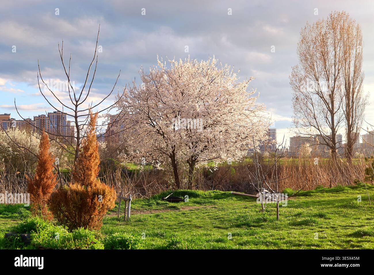 flowering trees in the park in spring Stock Photo - Alamy