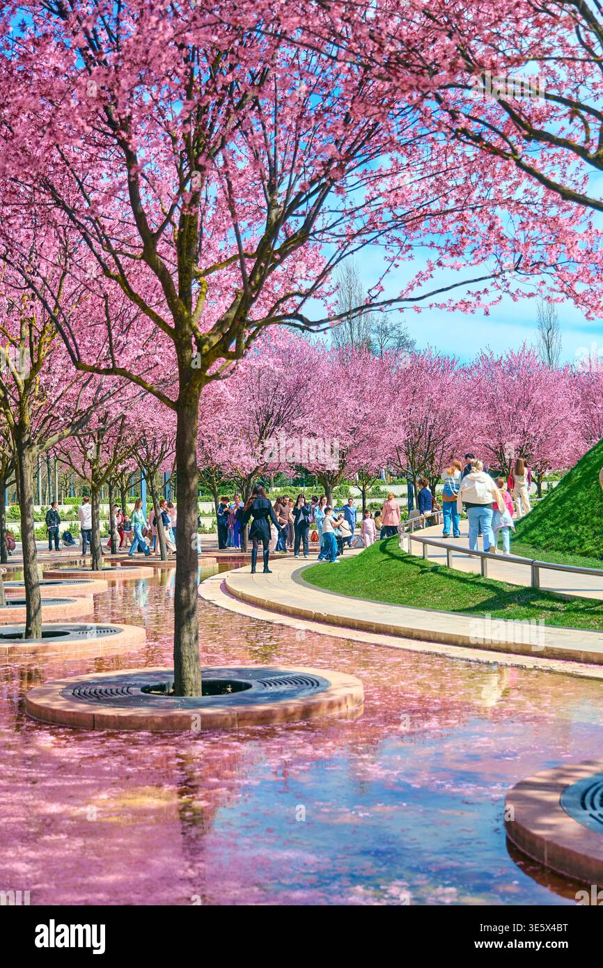 flowering trees in the park in spring Stock Photo - Alamy