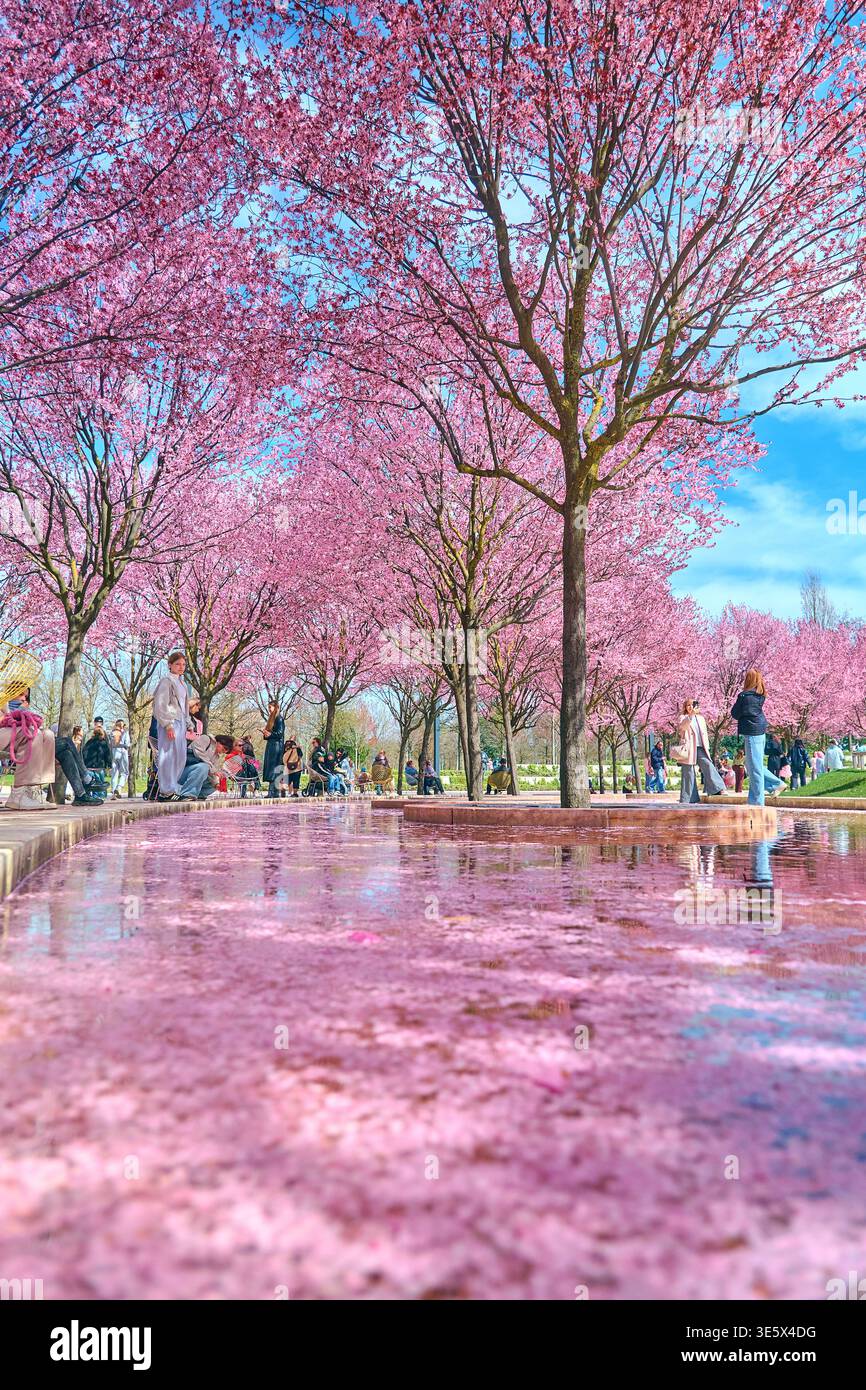 flowering trees in the park in spring Stock Photo - Alamy