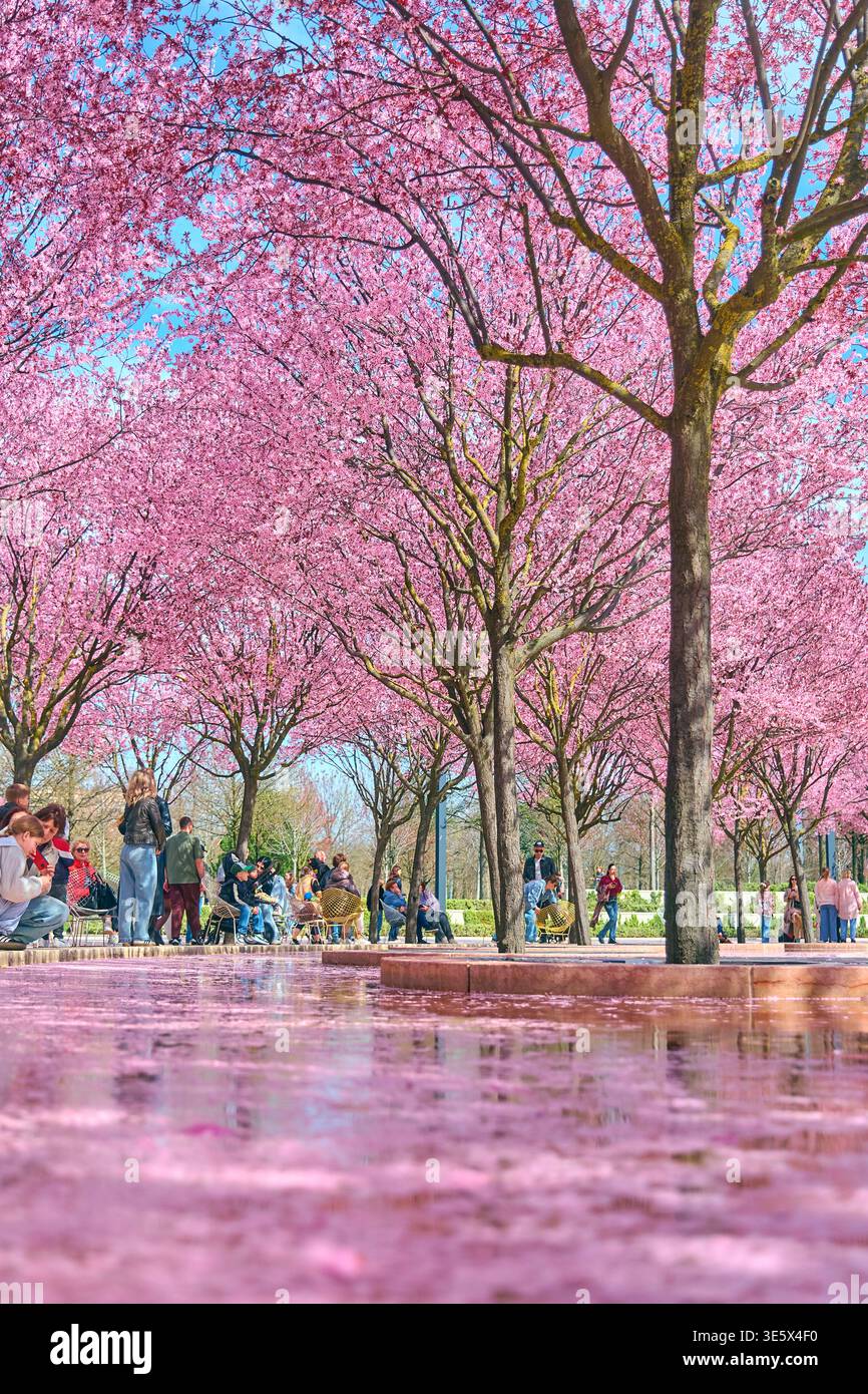 flowering trees in the park in spring Stock Photo - Alamy