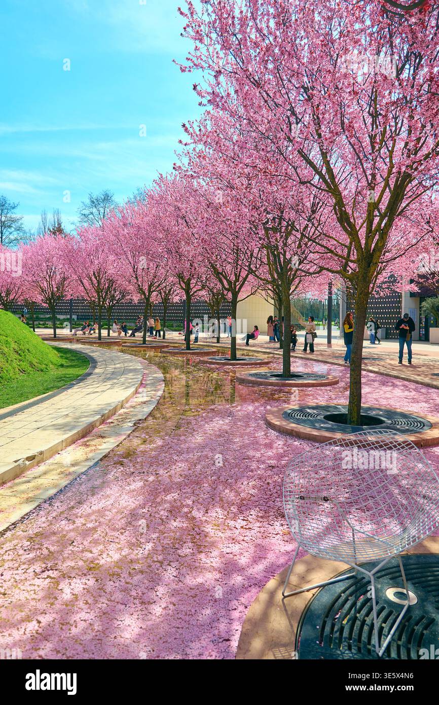 flowering trees in the park in spring Stock Photo - Alamy