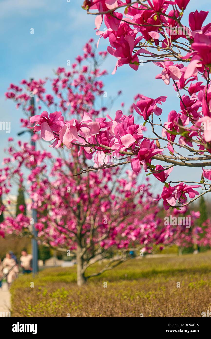 flowering trees in the park in spring Stock Photo - Alamy