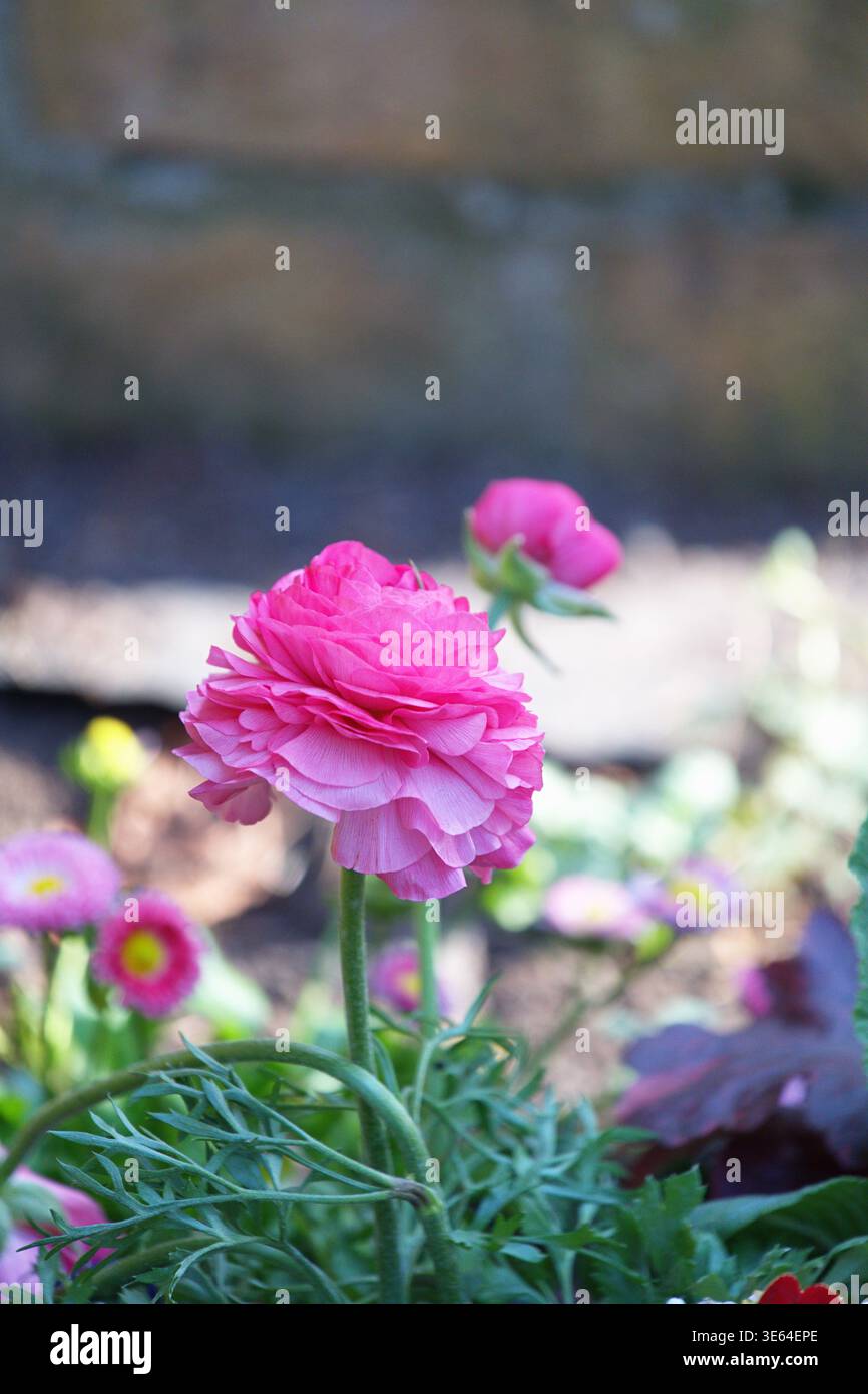 Pink Asian buttercup (Ranunculus asiaticus), also known as ranunculus ...
