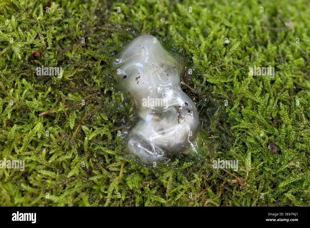Brain rot hi-res stock photography and images - Alamy