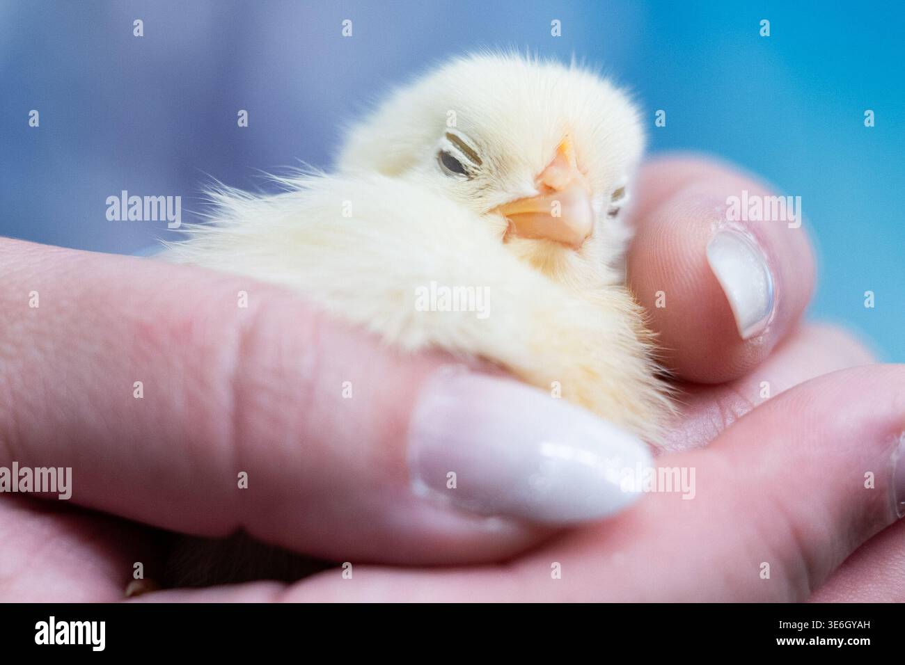 A White House Staff Member handles a newborn chick as part of the White ...