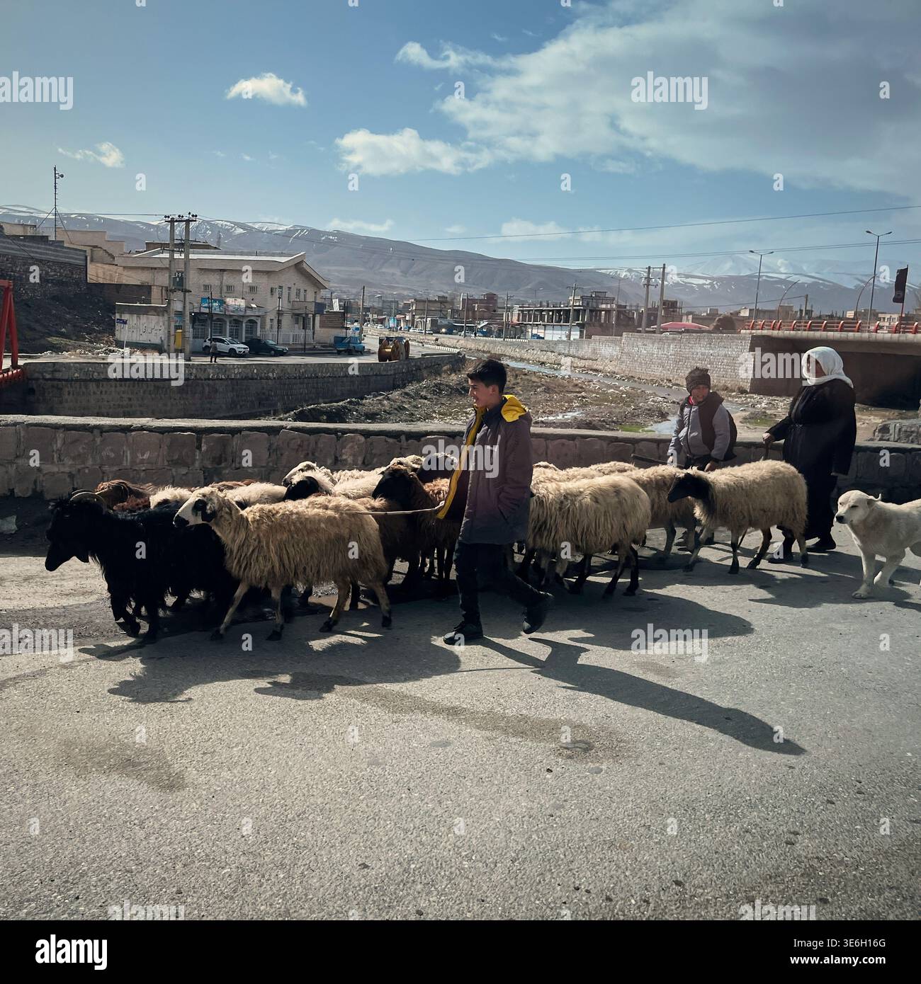 A shepherd tends his flock of sheep near a border crossing between ...