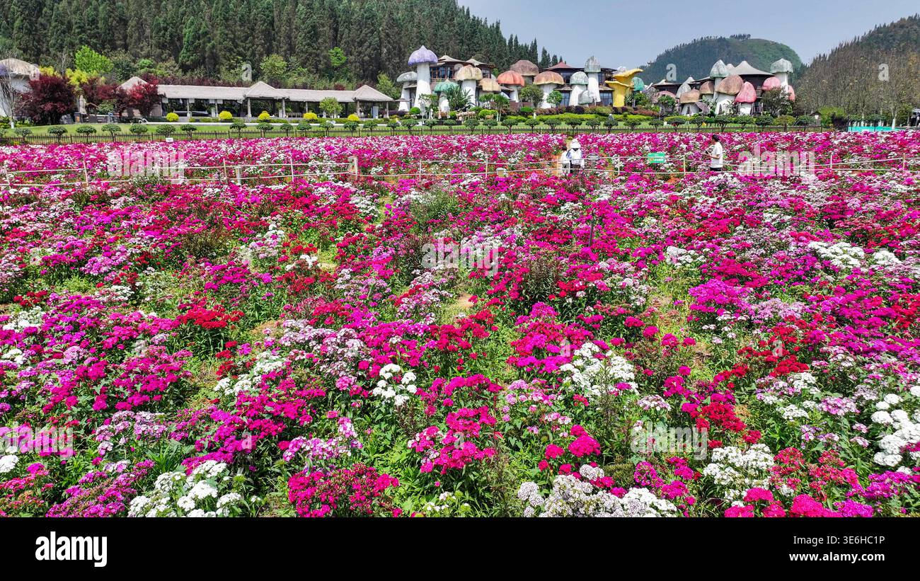 Tourists enjoy vibrant flower displays at Sunshine Valley Resort in ...