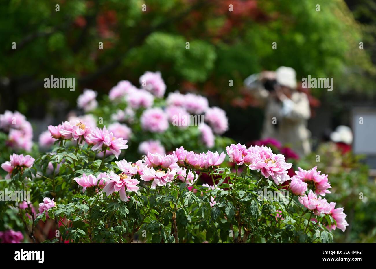 Visitors admire blooming peonies at Gulin Park in Nanjing, east China's ...