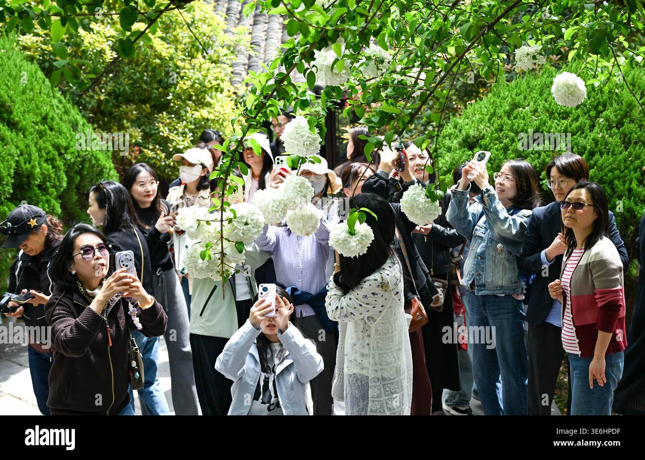 Visitors admire hydrangea flowers at Chongzheng Academy in ...