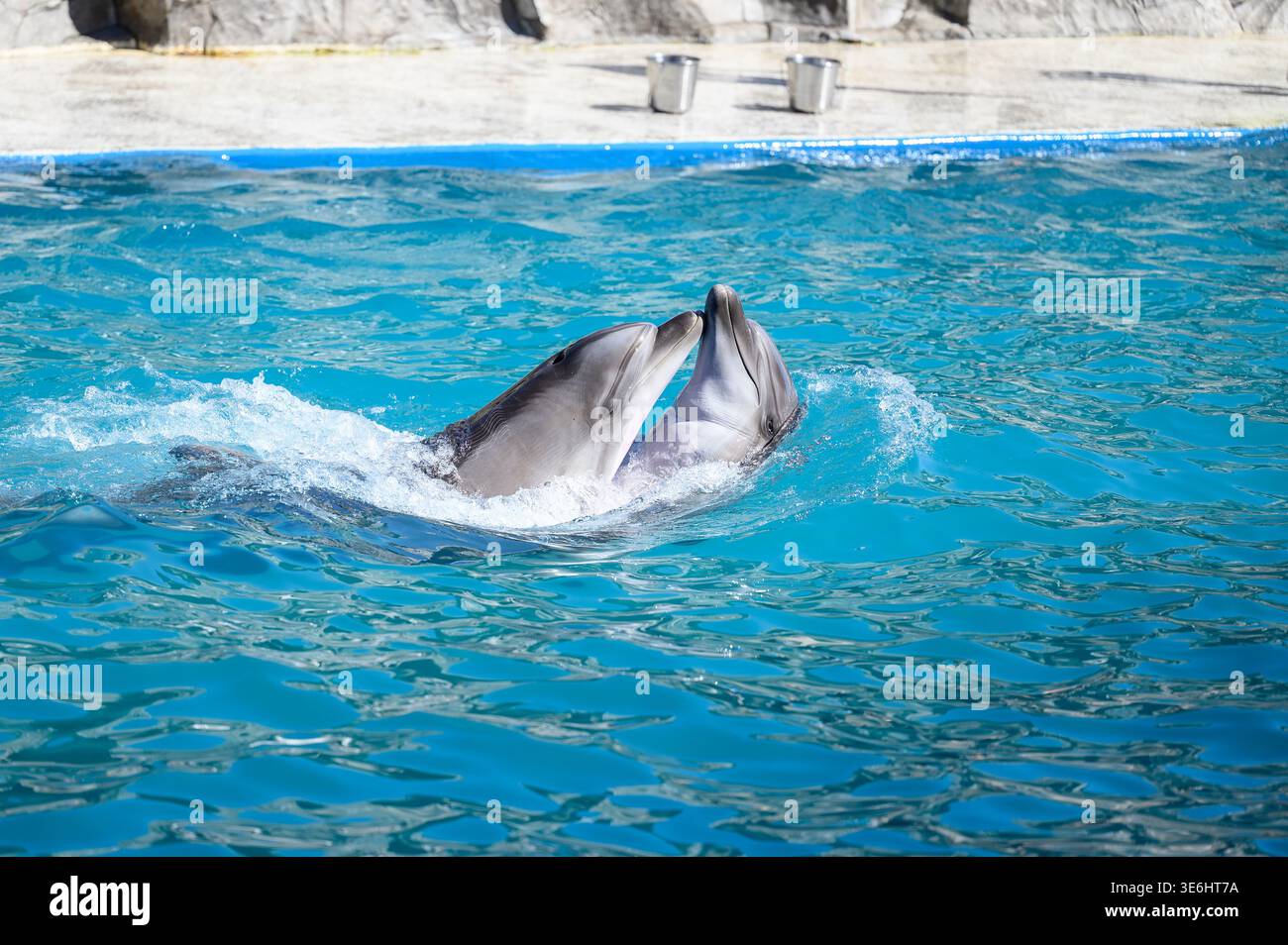 Two playful dolphin interacting "kissing" in pool during dolphin show ...