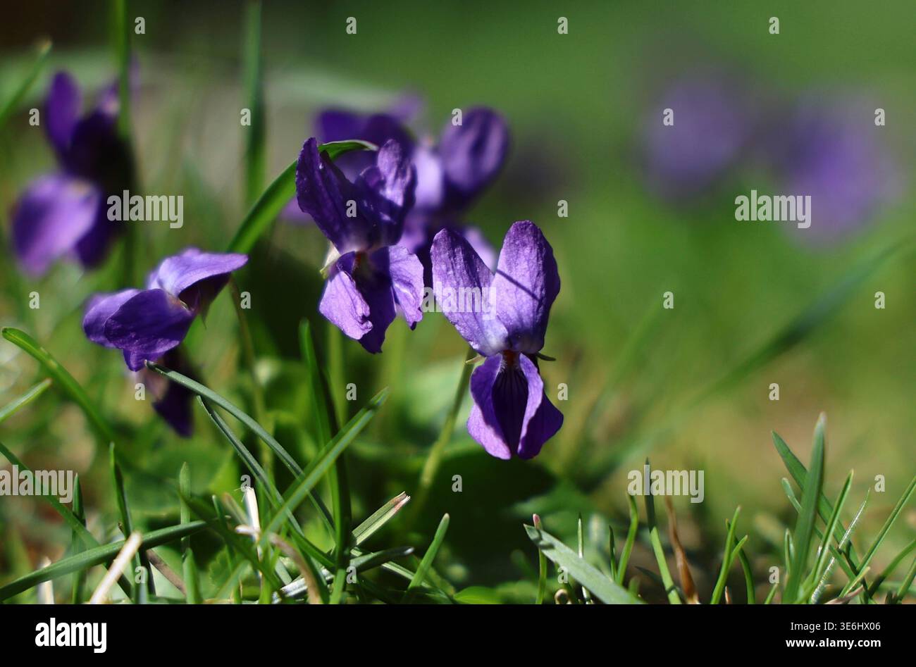 Fruehling 06.04.2026, Straussfurt, lila Veilchen Viola bluehen auf ...