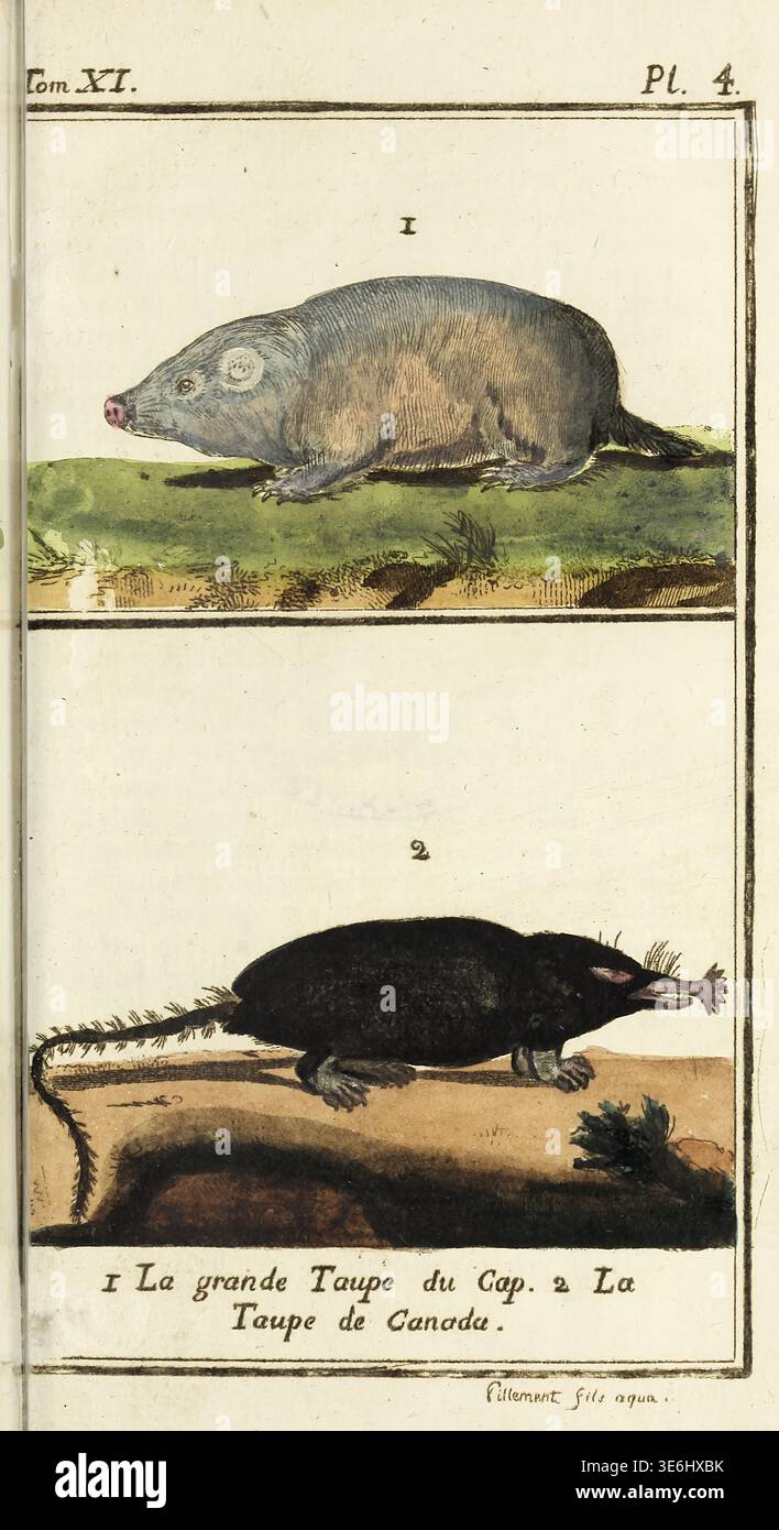 Mole anatomy study eighteenth century natural history hi-res stock ...