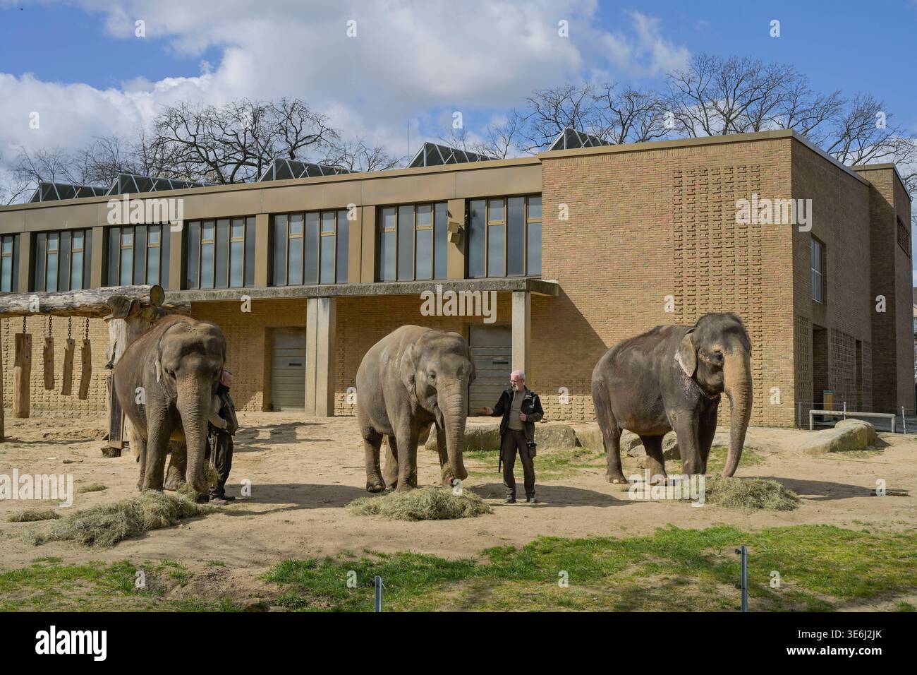 Fütterung Asiatische Elefanten, Zoologischer Garten, Berlin ...