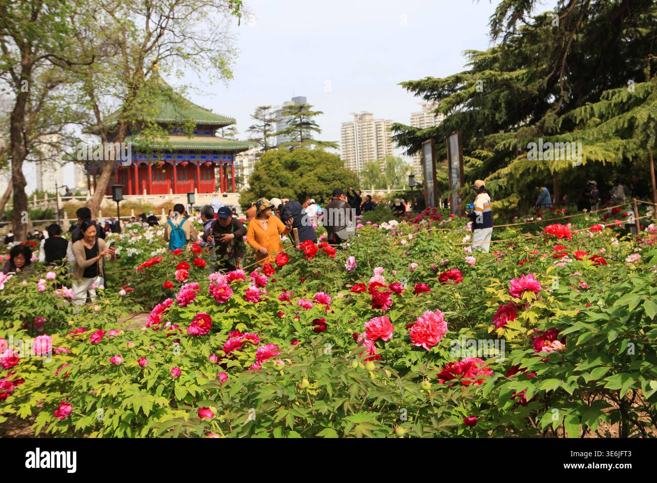 Visitors admire blooming peonies at Xingqing Palace Park in Xi'an ...